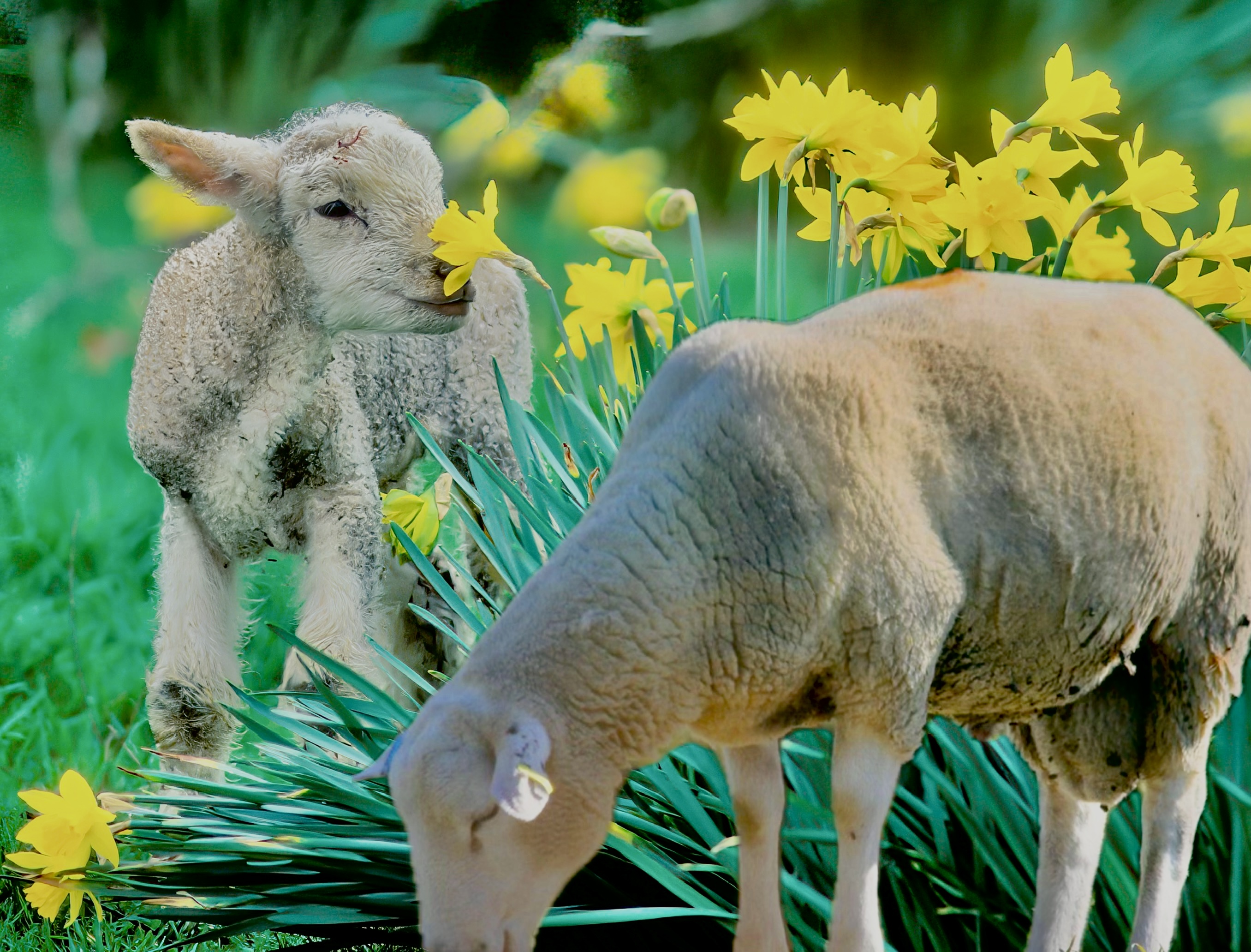 Growing Daffodils in the UK – MiniRag
